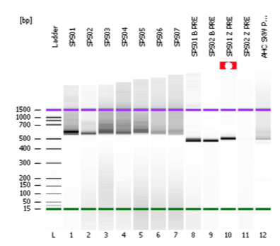 PCR amplicon library - DNA smearing - SEQanswers